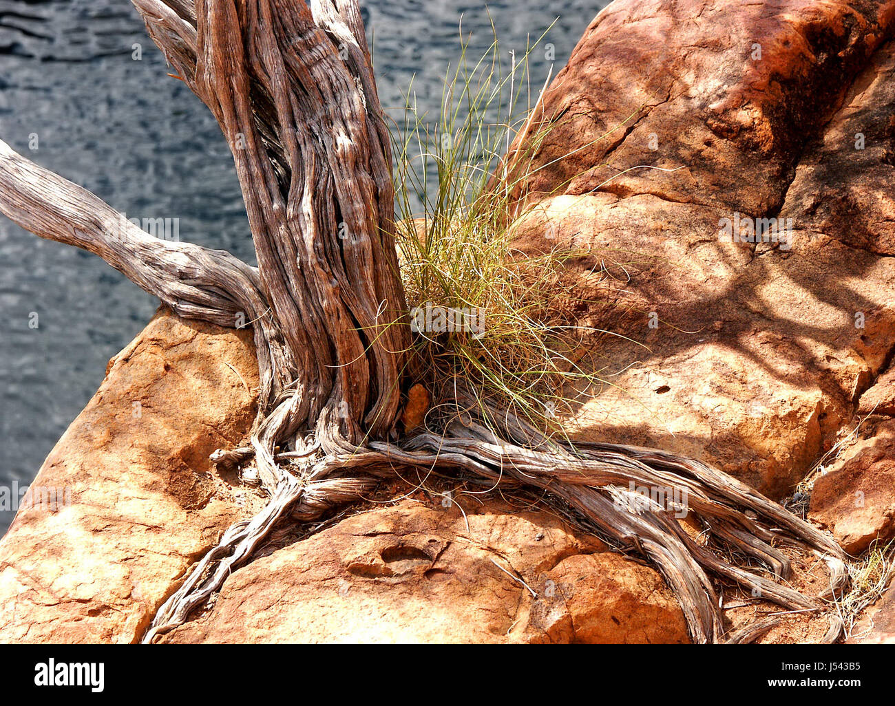 tree wood rock australia sandstone ravine dry dried up barren abyss ...