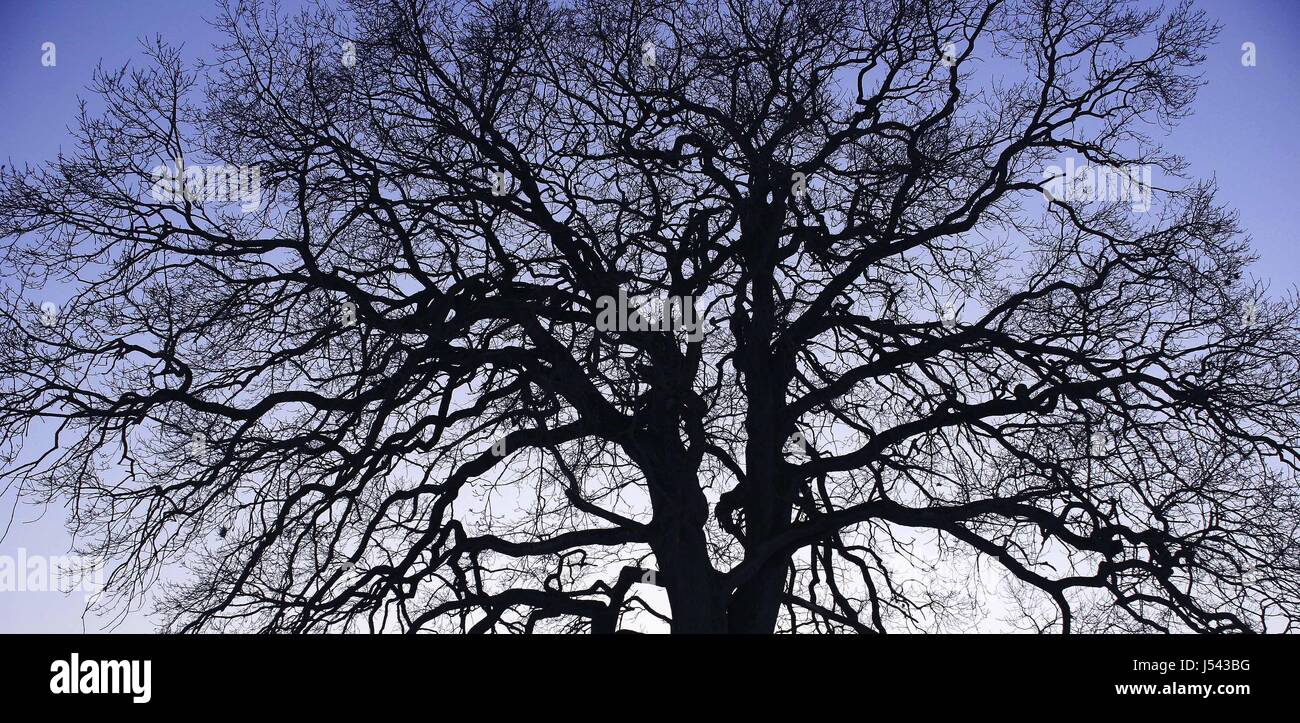 tree,outlines,branches,branch,head of a tree,ste,blauer himmel Stock ...