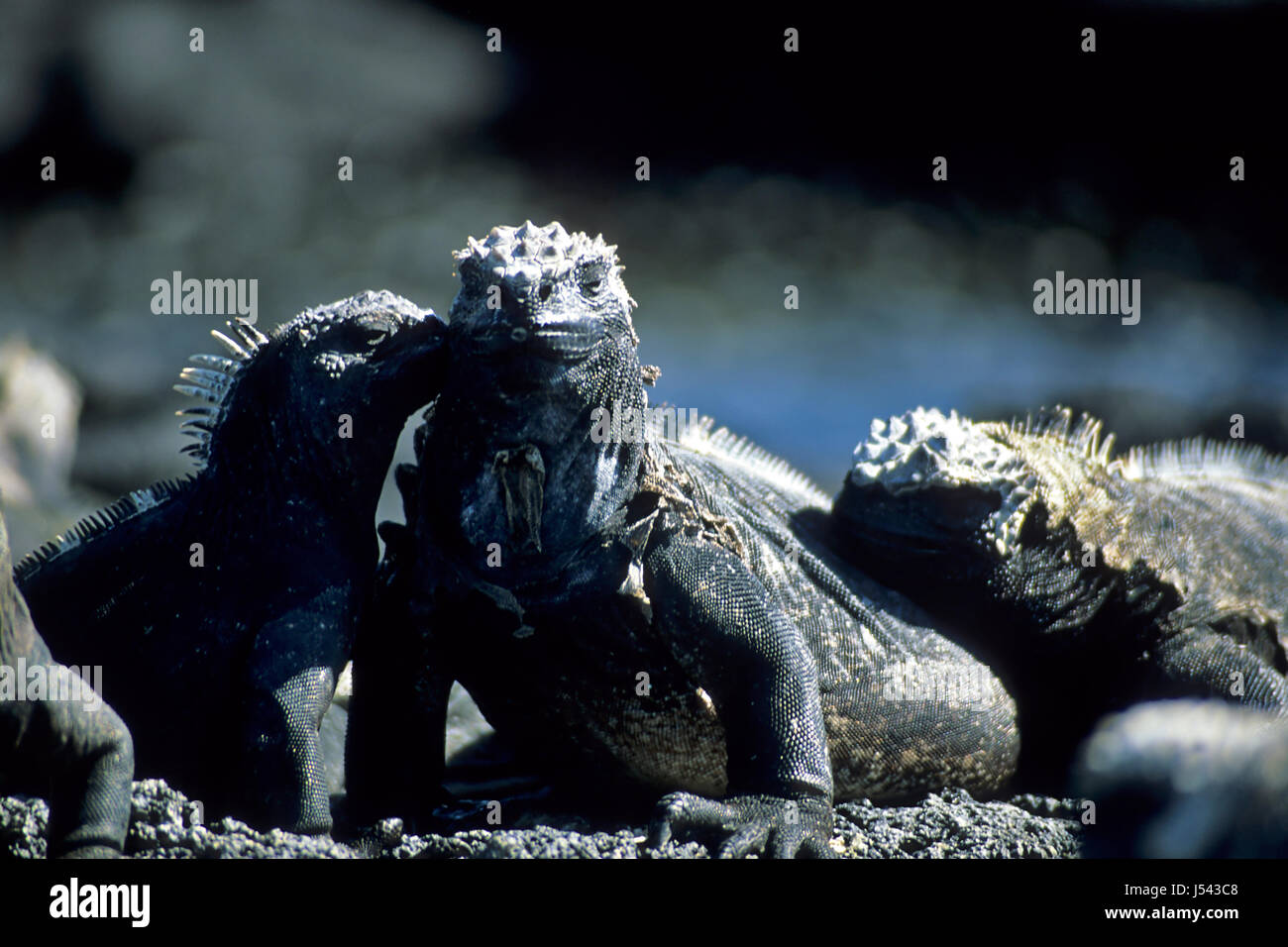 Fighting reptiles hi-res stock photography and images - Alamy