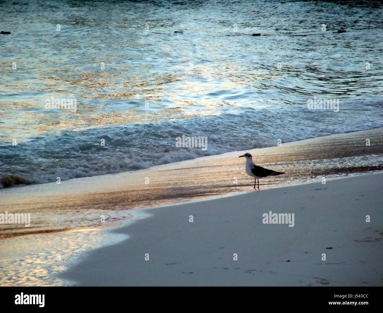 bird sunset darkness beach seaside the beach seashore birds fresh water ...