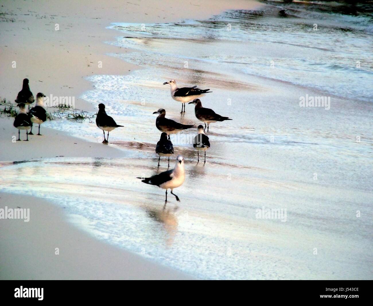 bird sunset darkness beach seaside the beach seashore birds fresh water ...