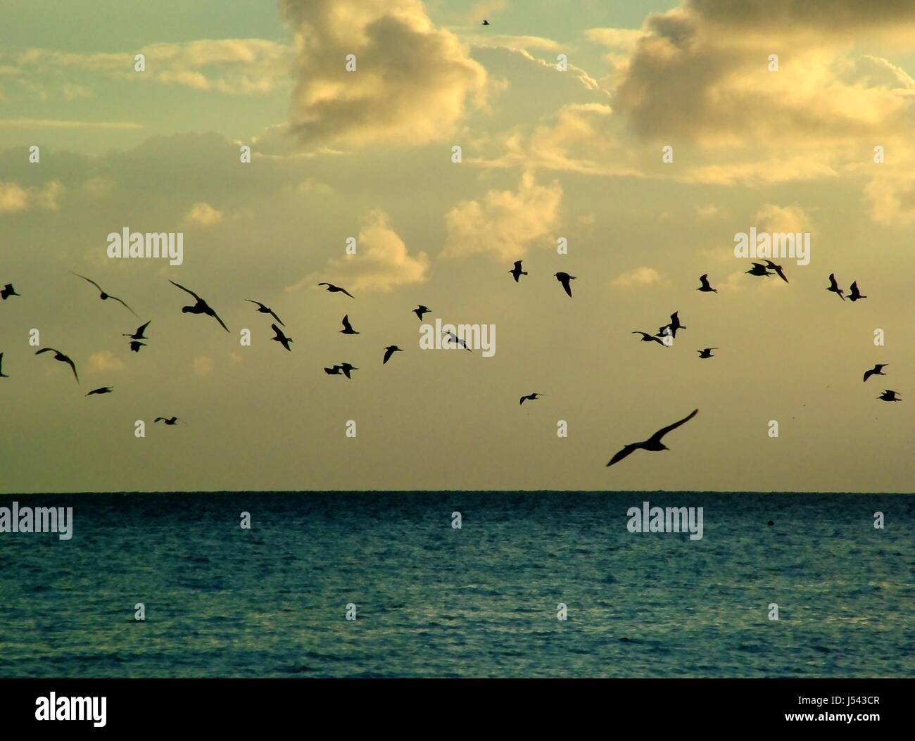 bird sunset darkness beach seaside the beach seashore birds sunrise ...