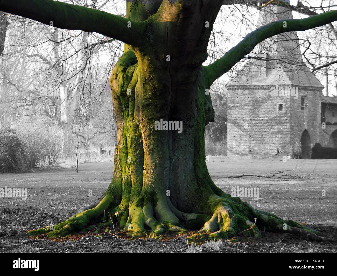 Bw tree hi-res stock photography and images - Alamy