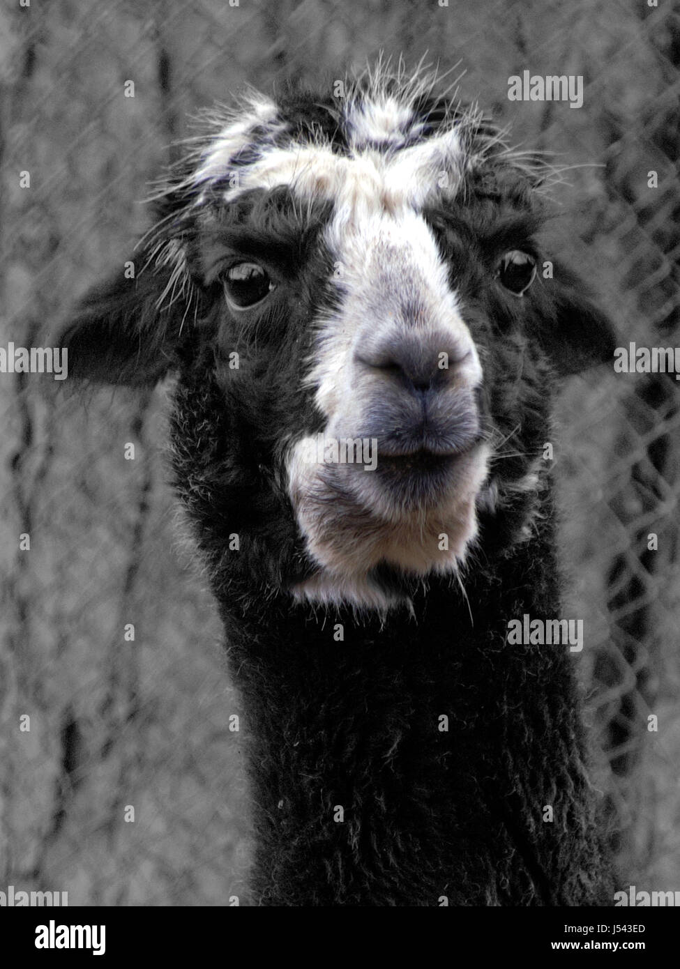 animal animal portrait eyes zoo look glancing see view looking peeking ...