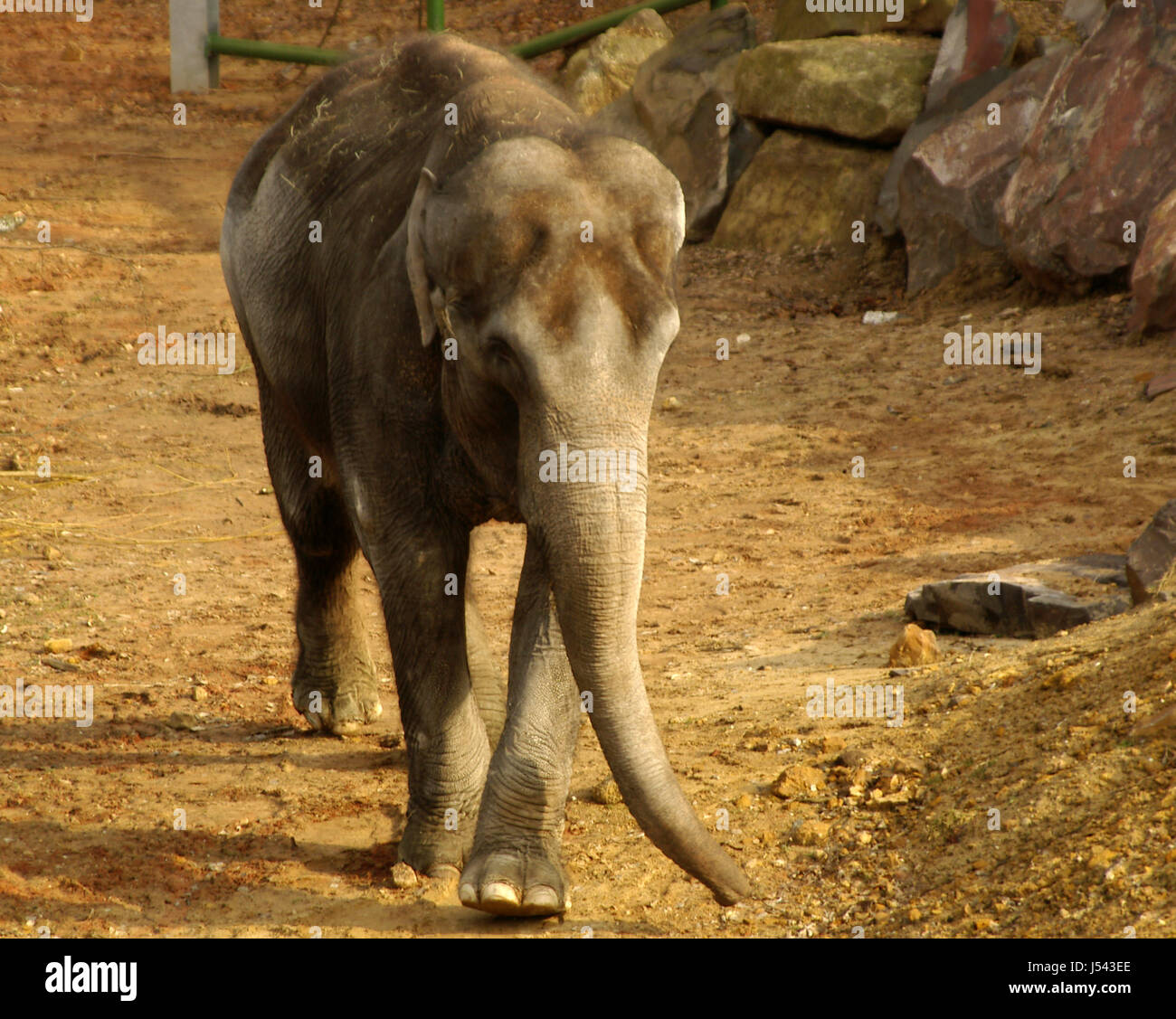 Jumbo the elephant hi-res stock photography and images - Alamy