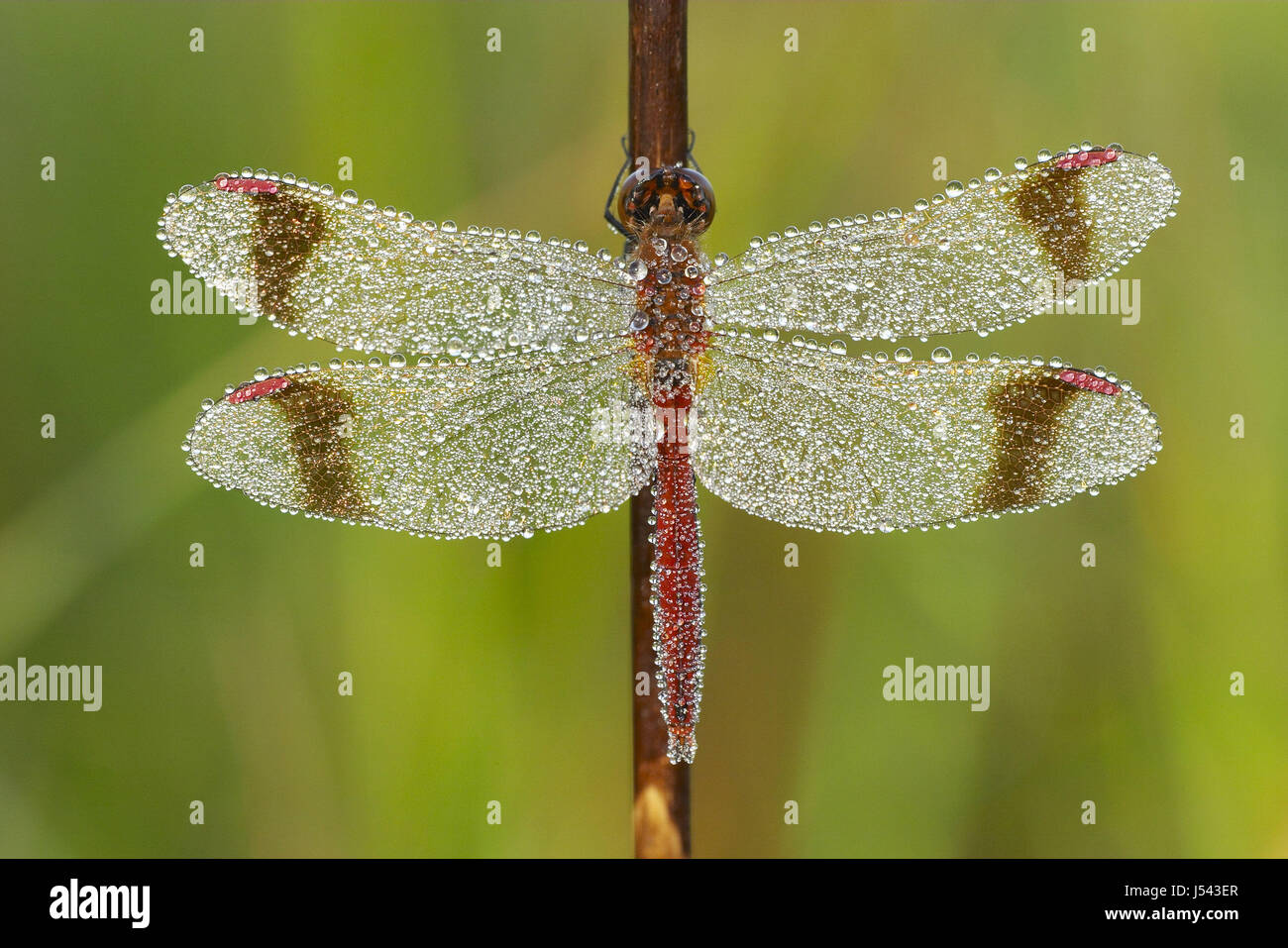 animal dragonfly dew water nature drop drip drops seeping sopping drips ...