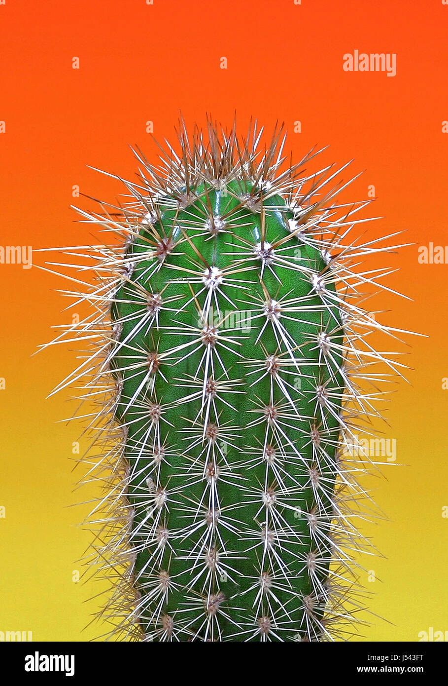 cactus sting orange danger symbolic green sting contrasts careful ...