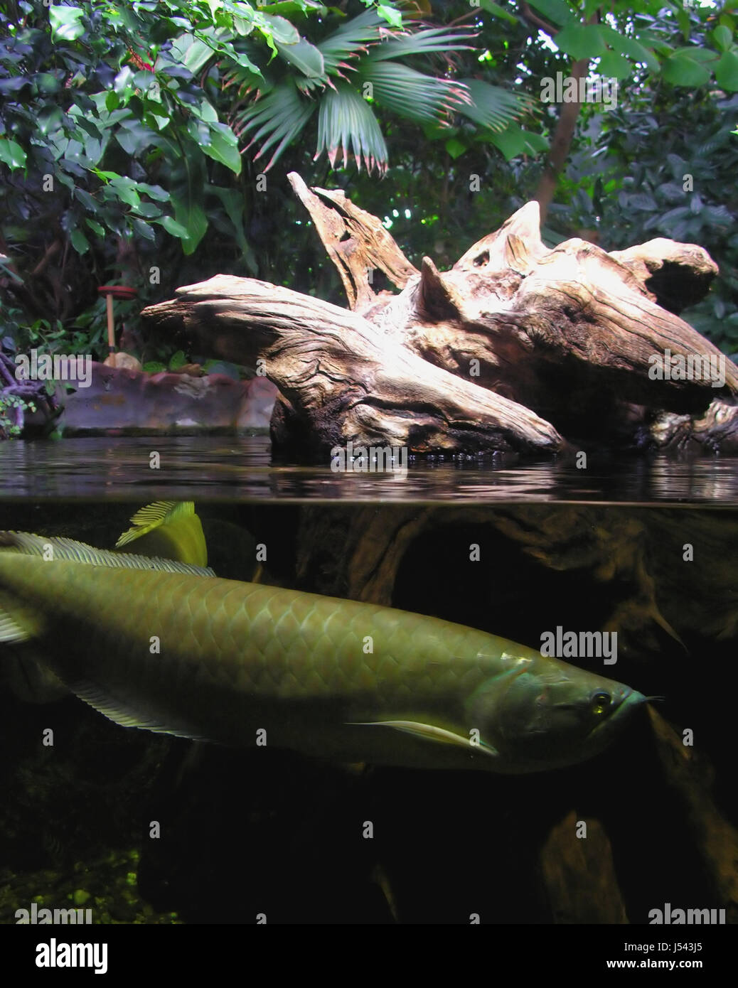waters contrast fish rock underwater palm tree fresh water pond water ...
