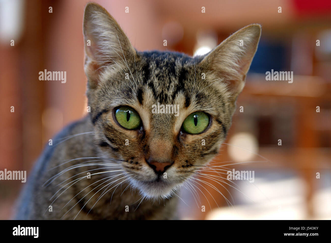 animal mammal green animal portrait eyes look glancing see view looking ...