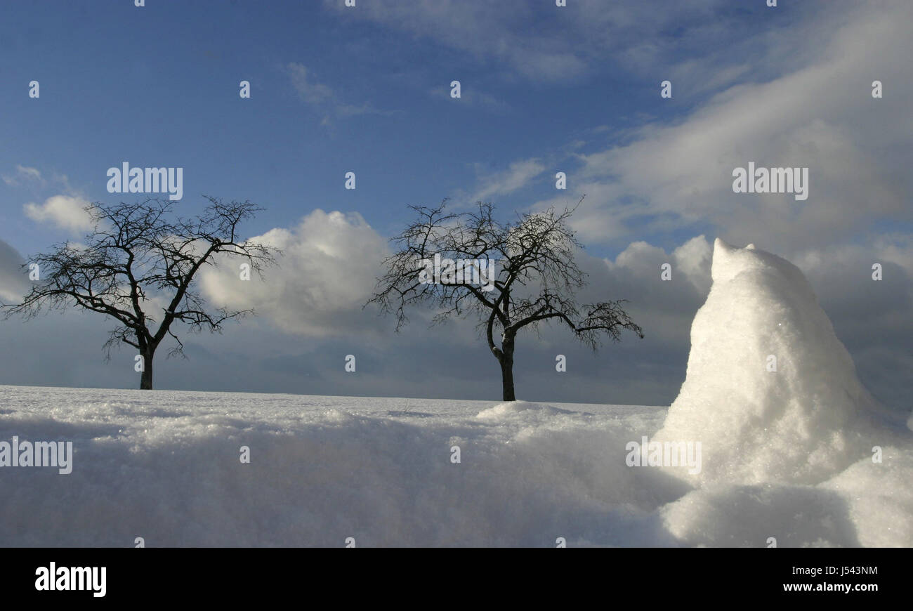 tree trees winter perspective prospect ice frozen seasons firmament sky ...