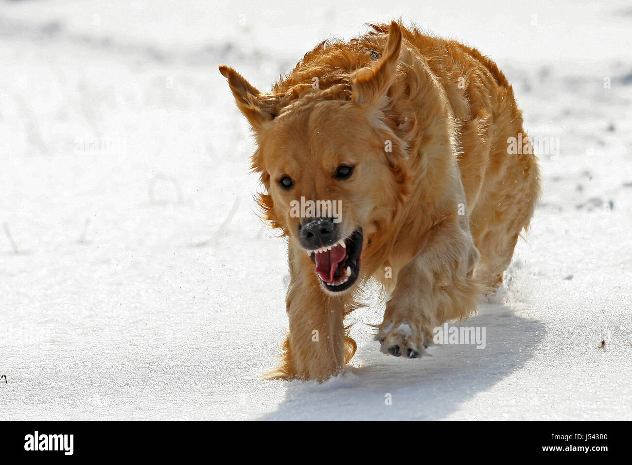 Golden retivier hi-res stock photography and images - Alamy