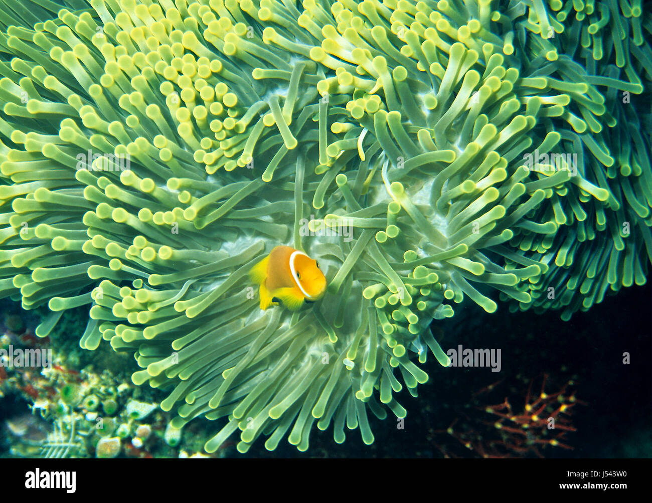 fish maldives dive pisces atoll reef clown fish nemo sigma symbiosis ...