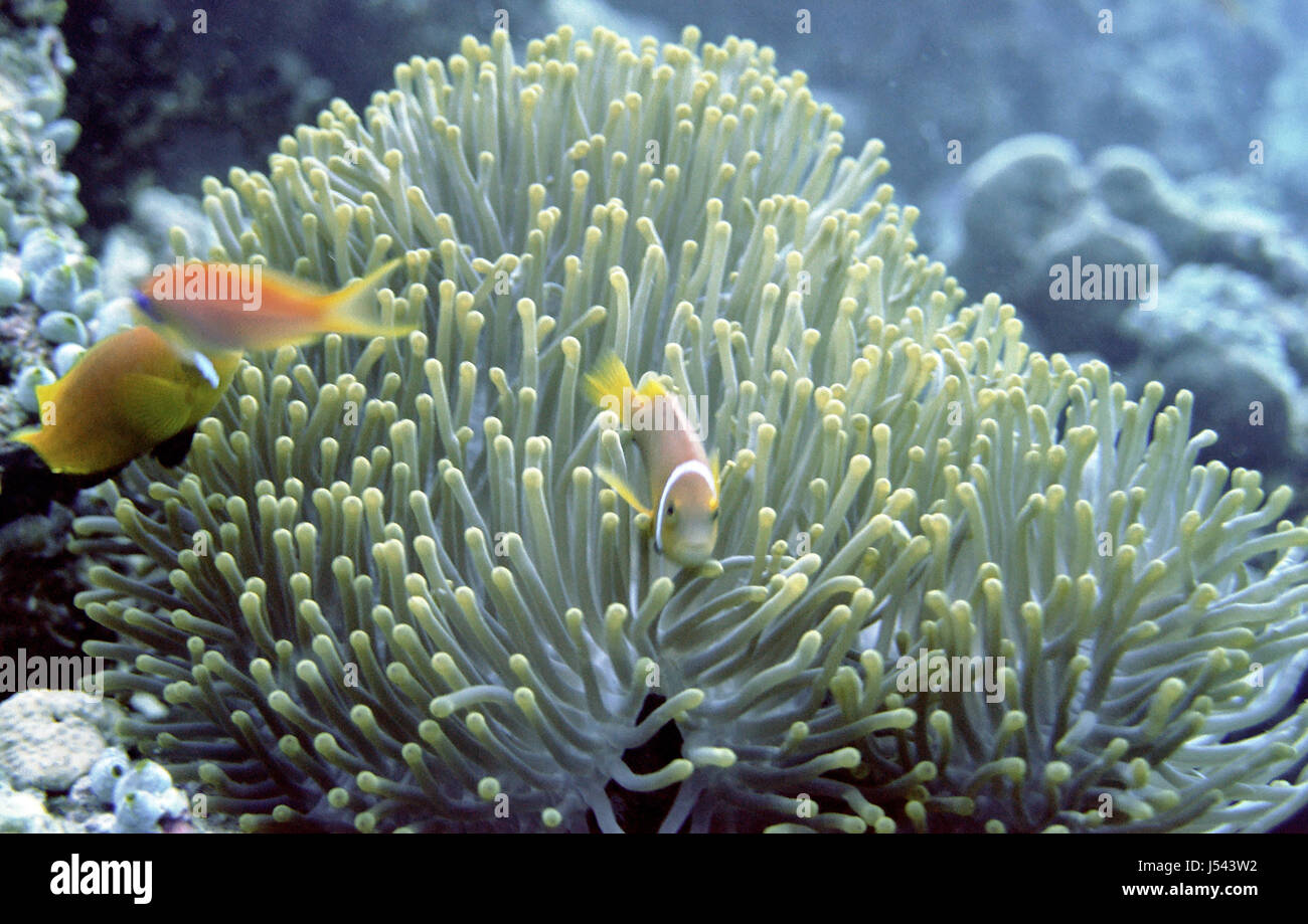 fish maldives dive pisces atoll reef clown fish nemo sigma symbiosis ...