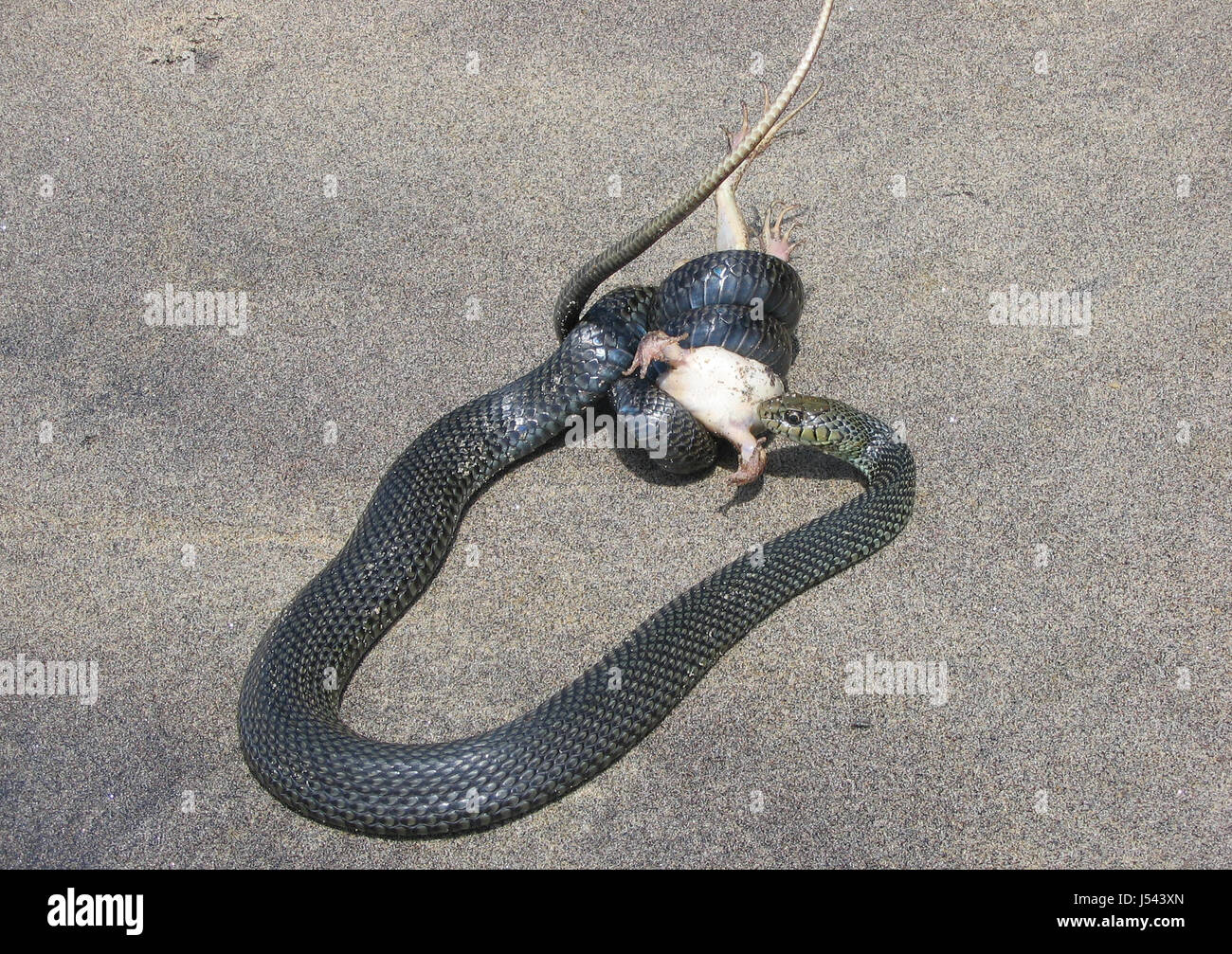 Frog hunts hi-res stock photography and images - Alamy