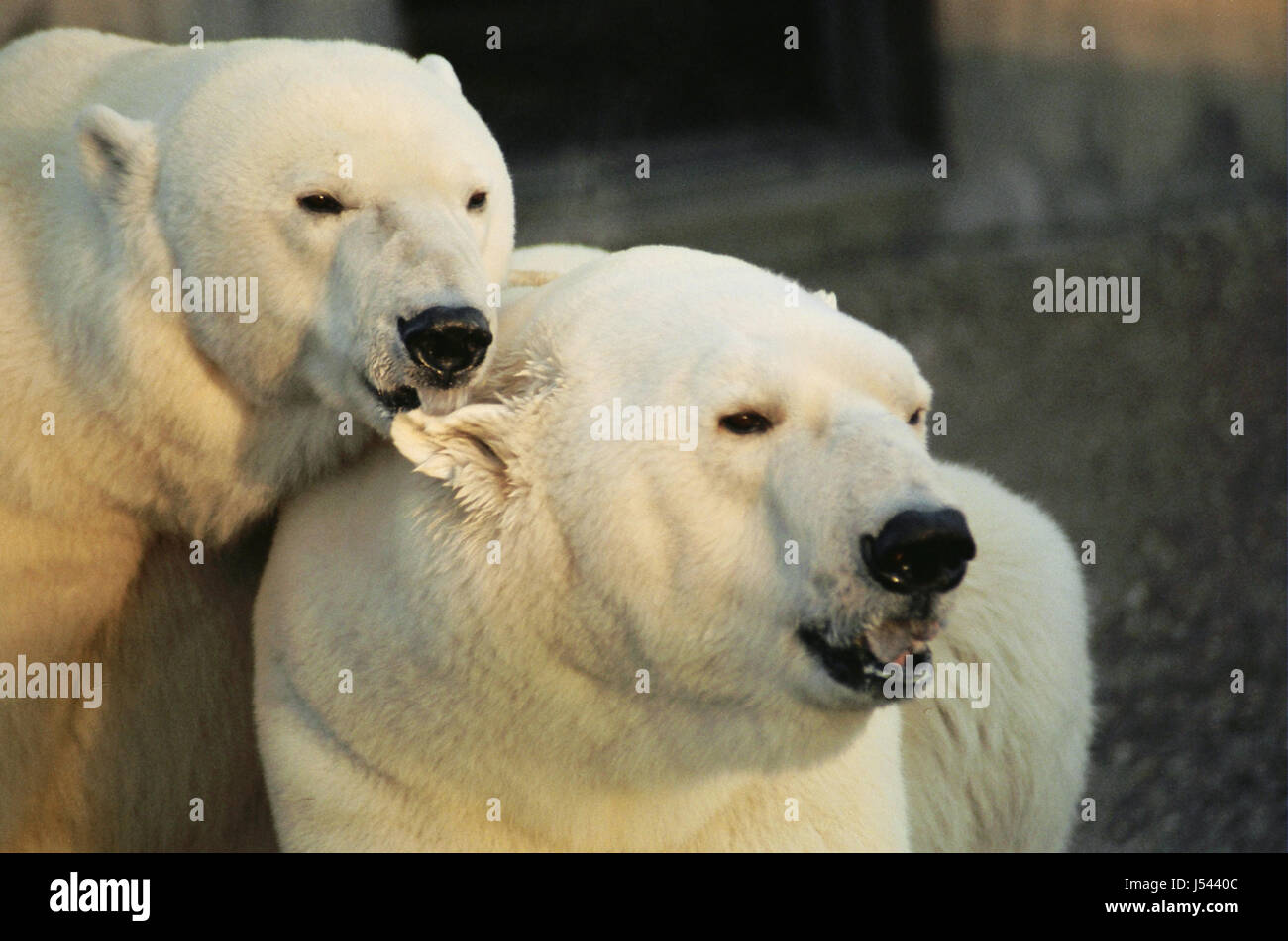 polar bear skin cuddle furbish lick love in love fell in love couple ...