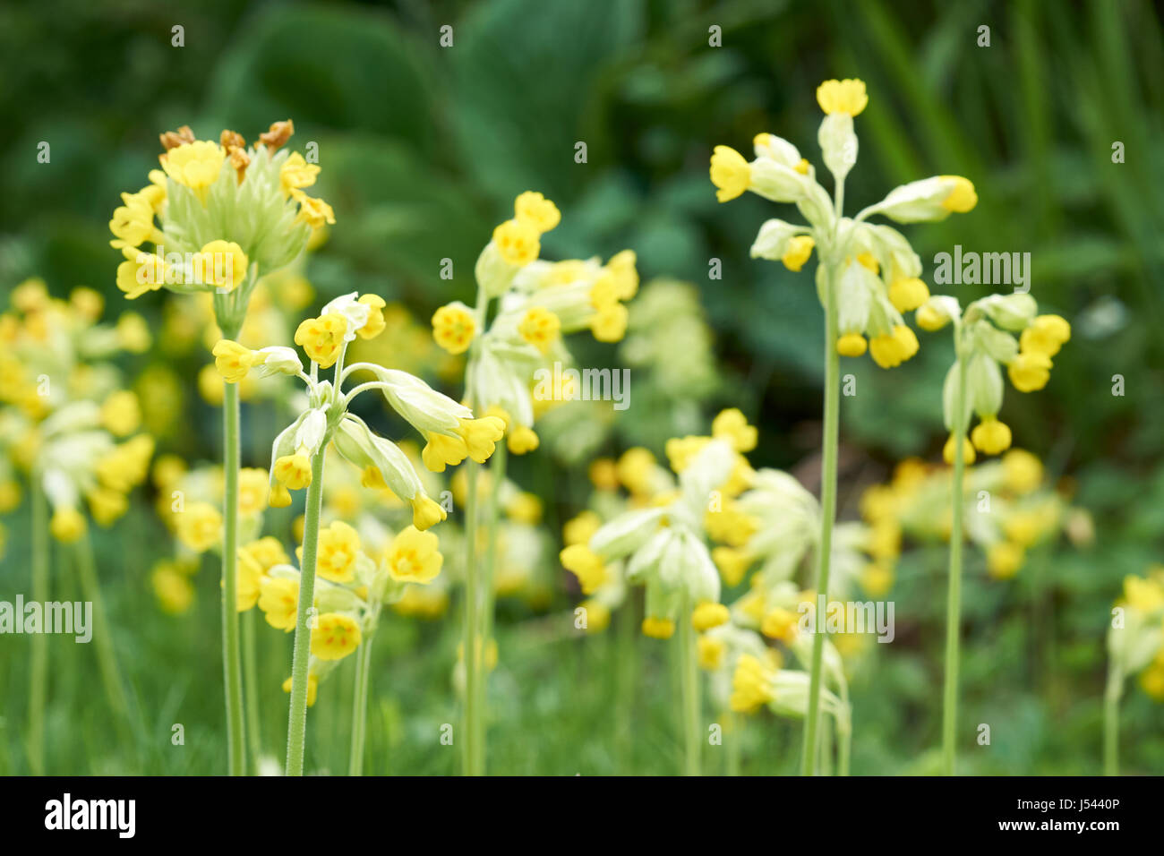 Cowslips (Primula veris) growing in an English country garden, UK Stock ...