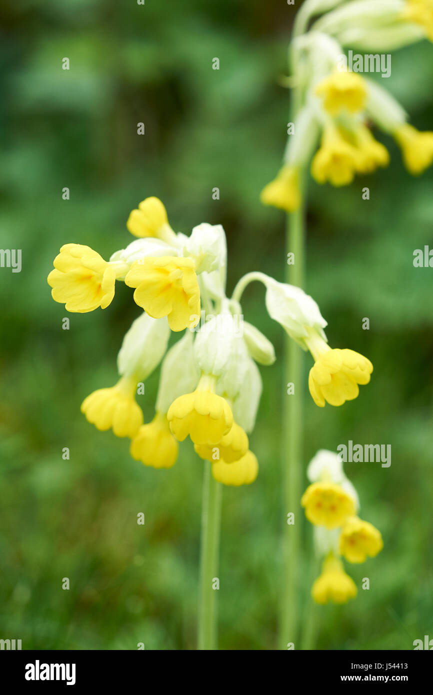 Cowslips (Primula veris) growing in an English country garden, UK Stock ...