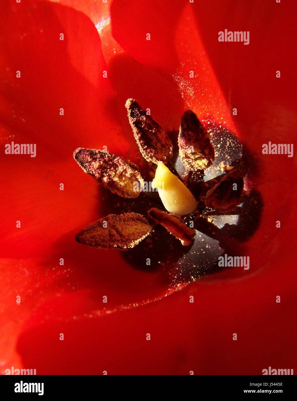 Inner workings hi-res stock photography and images - Alamy