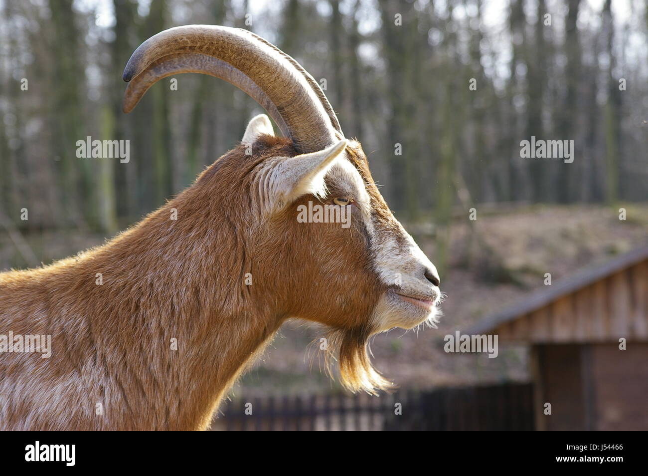 Goat trees hi-res stock photography and images - Alamy
