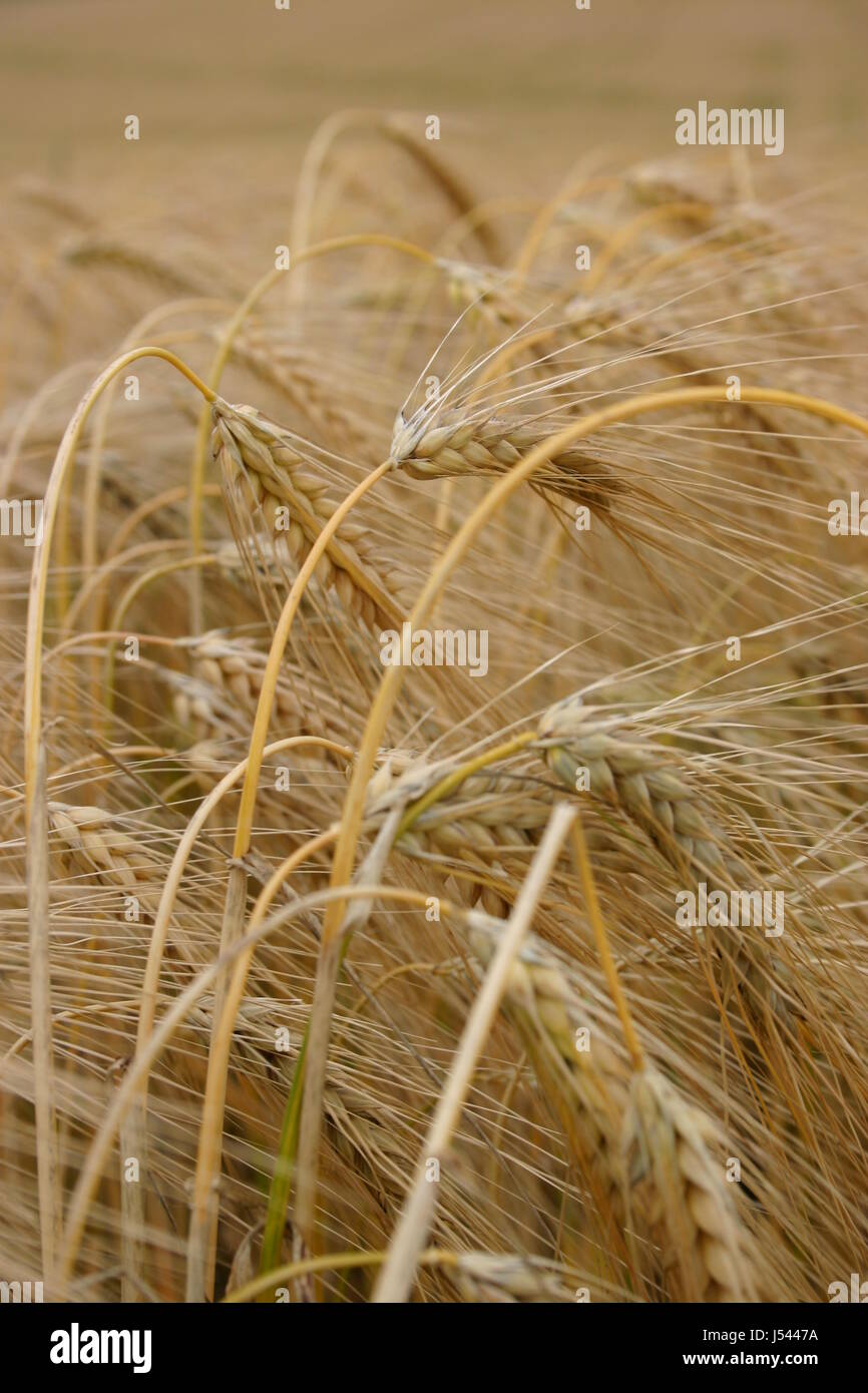 stalks in the wind Stock Photo - Alamy
