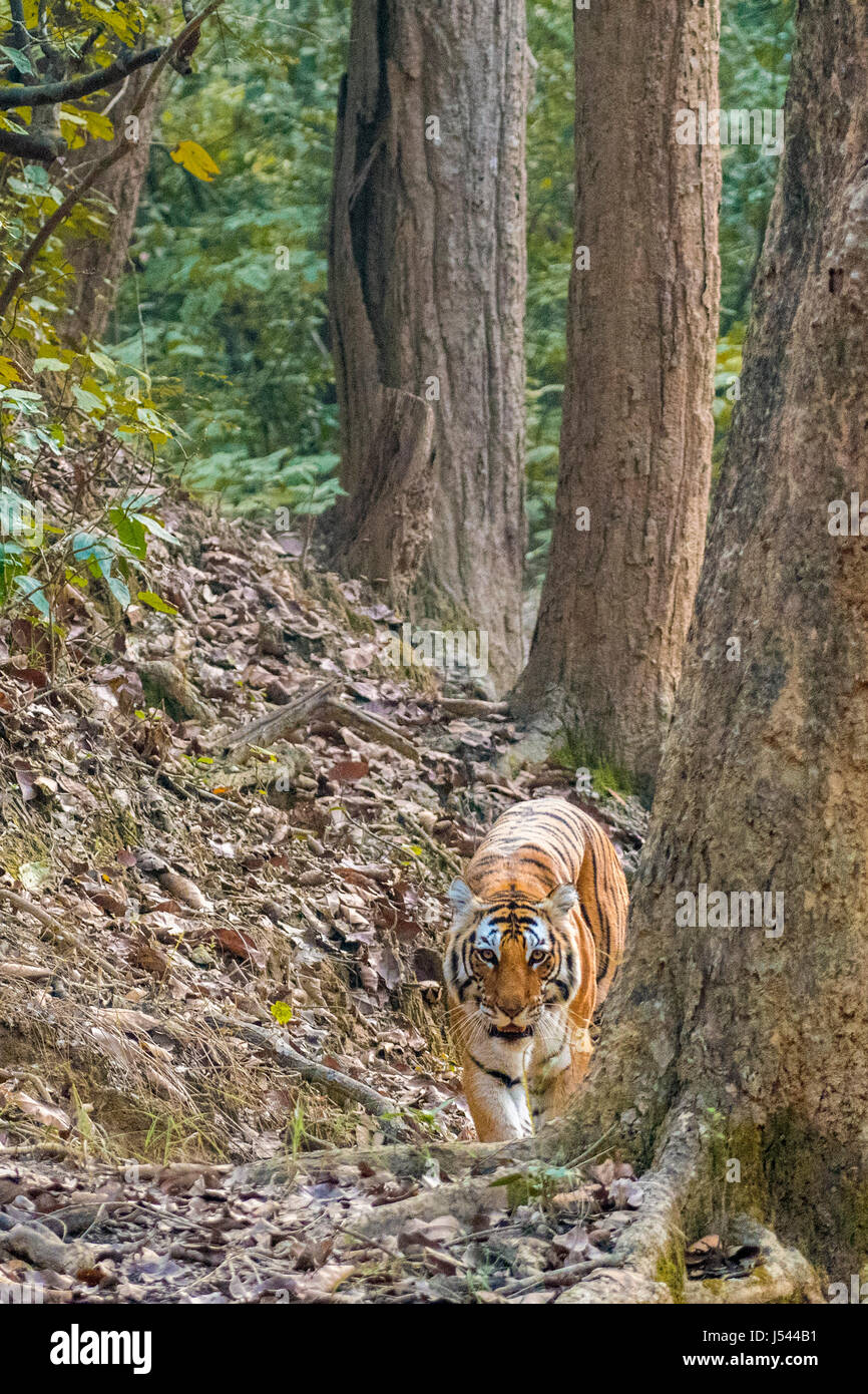 Tiger walking in the woods Stock Photo - Alamy