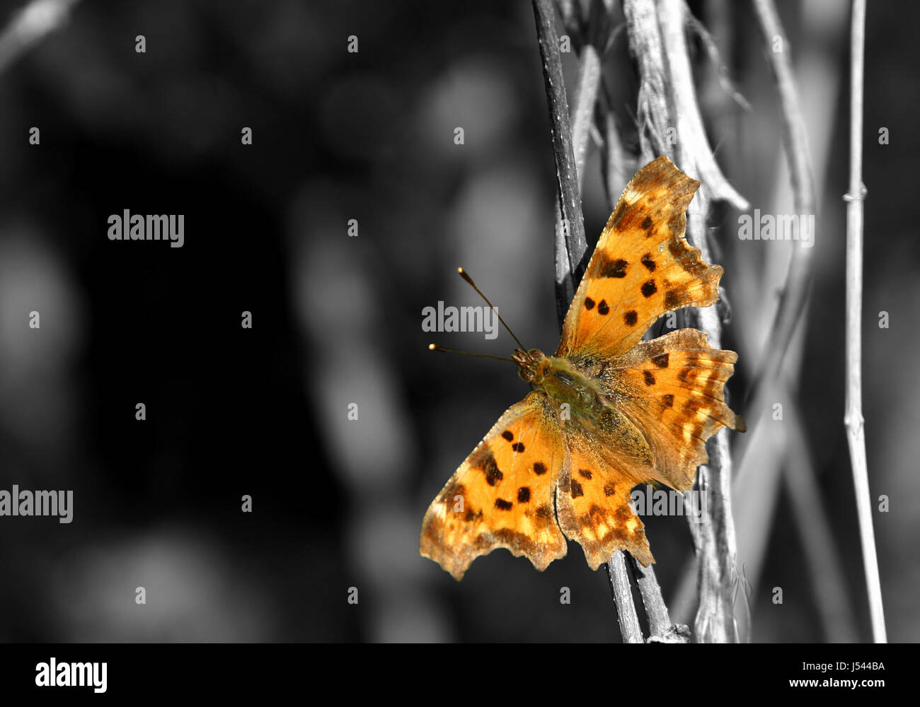 Butterfly drawing bw hi-res stock photography and images - Alamy