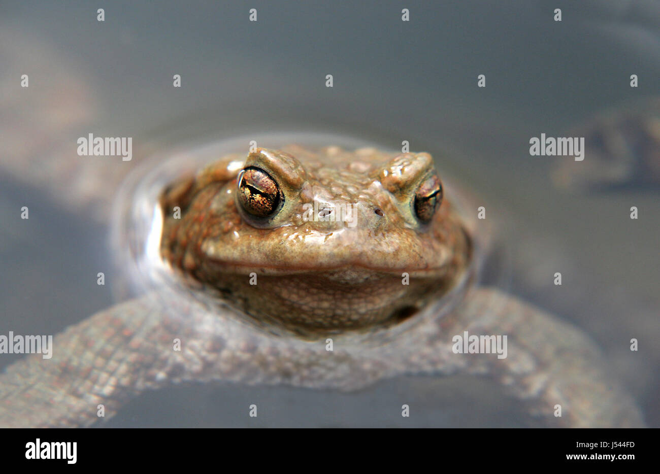 waters swamp amphibians toads fresh water pond water toad lake inland ...