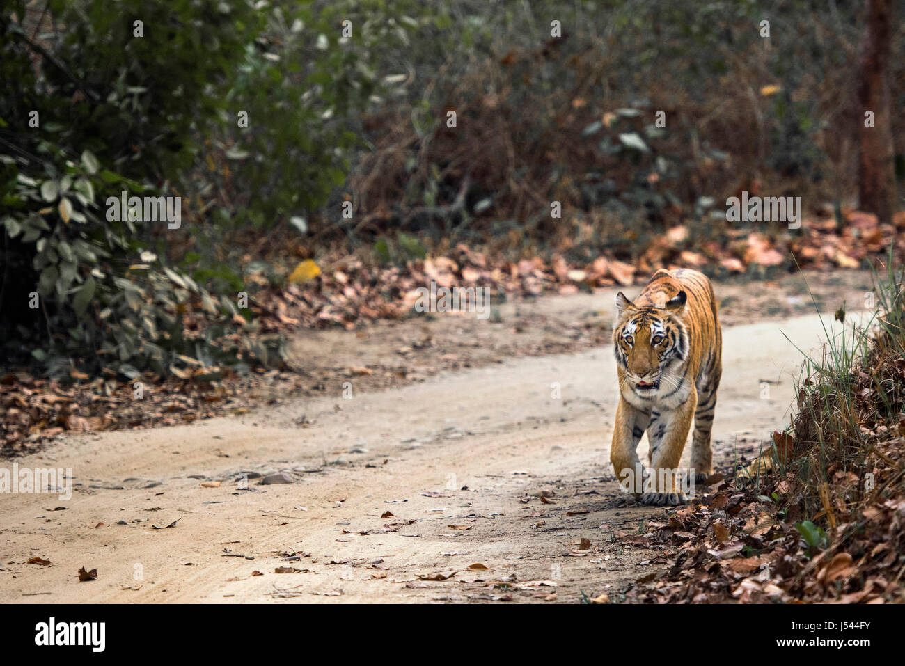 Tiger in motion Stock Photo - Alamy