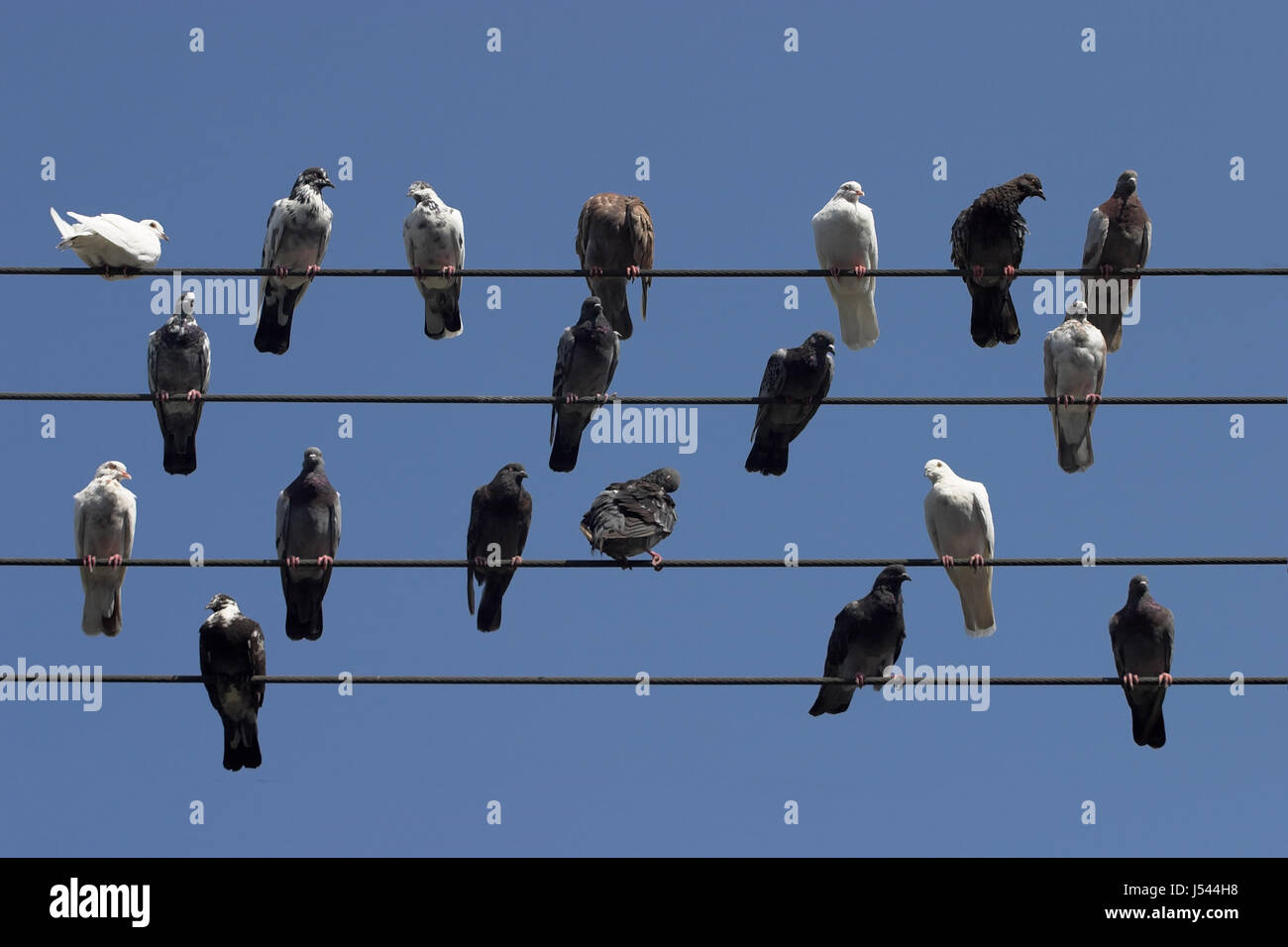 blue music graphic bird birds energy power electricity electric power ...