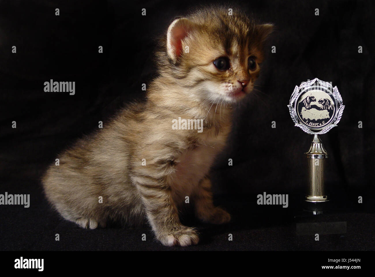 future black swarthy jetblack deep black cub baby won cat baby kitten ...