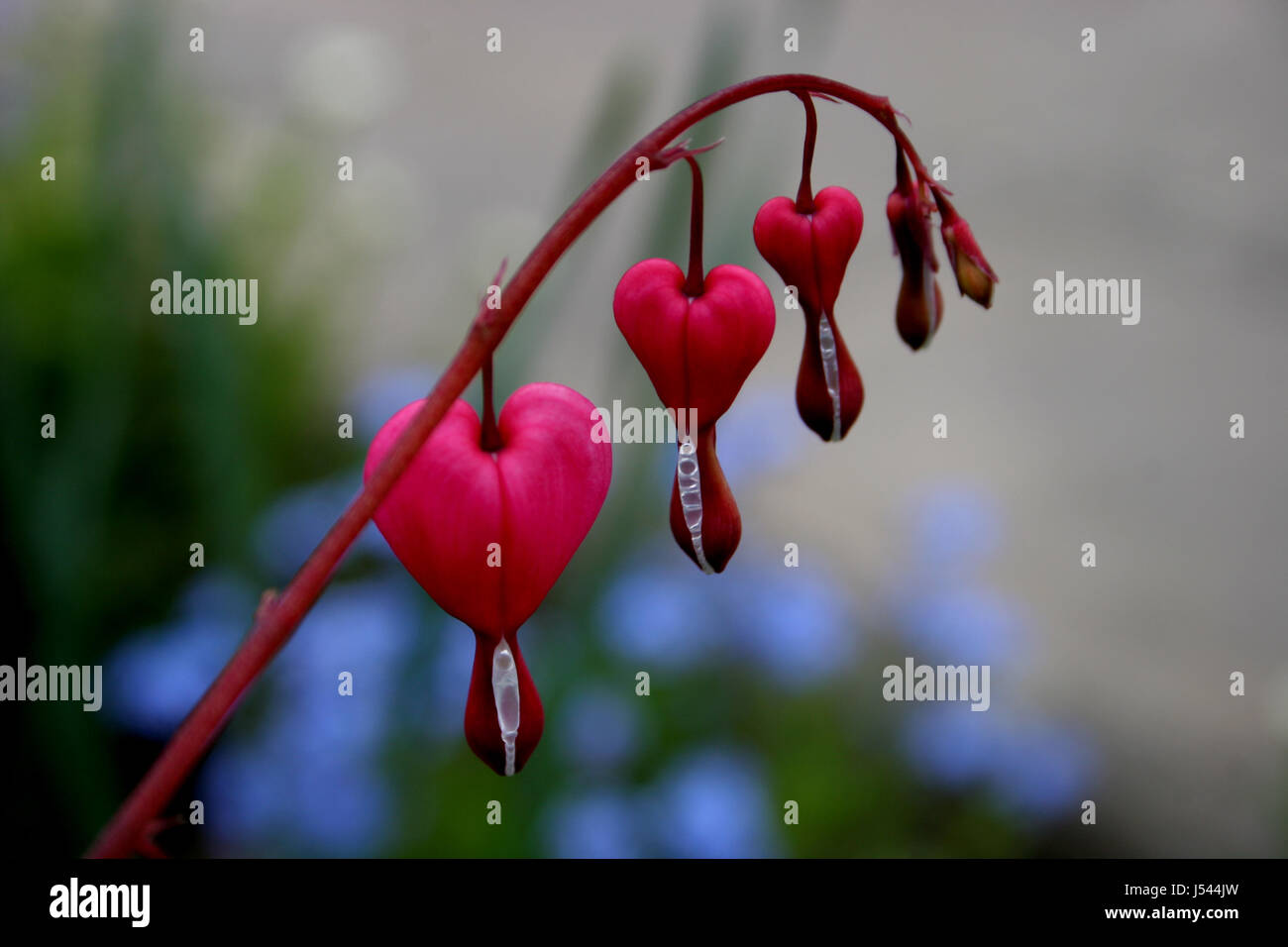 Blue crying heart hi-res stock photography and images - Alamy