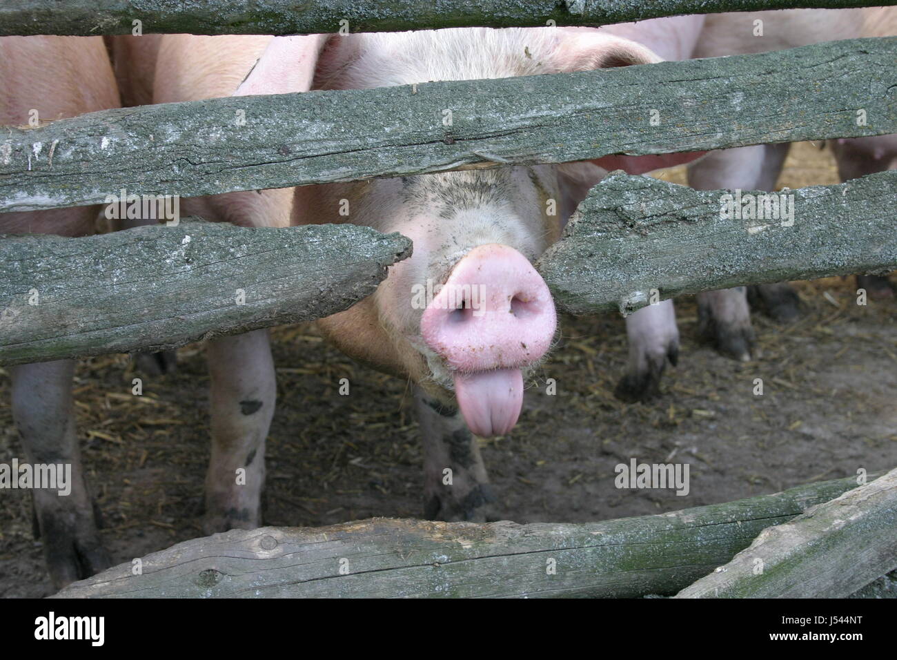 Freilufthaltung hi-res stock photography and images - Alamy