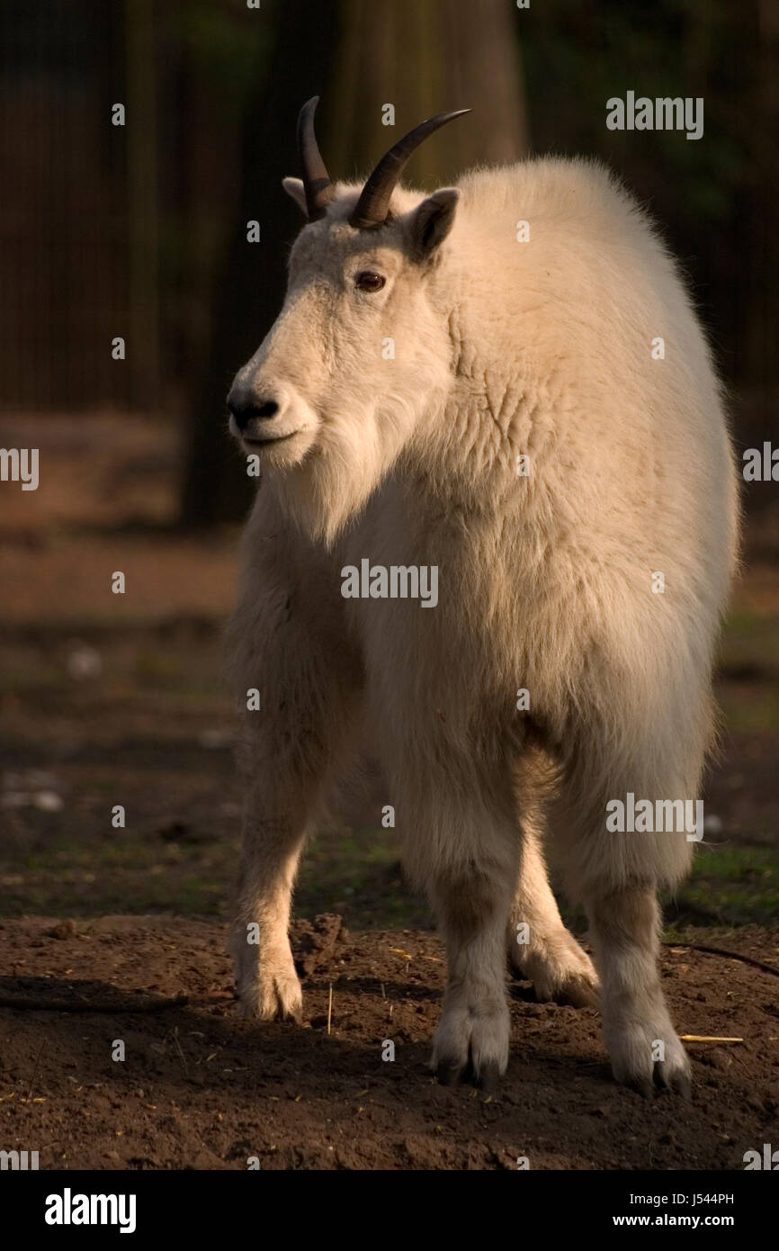 Canon eos 300d hi-res stock photography and images - Alamy