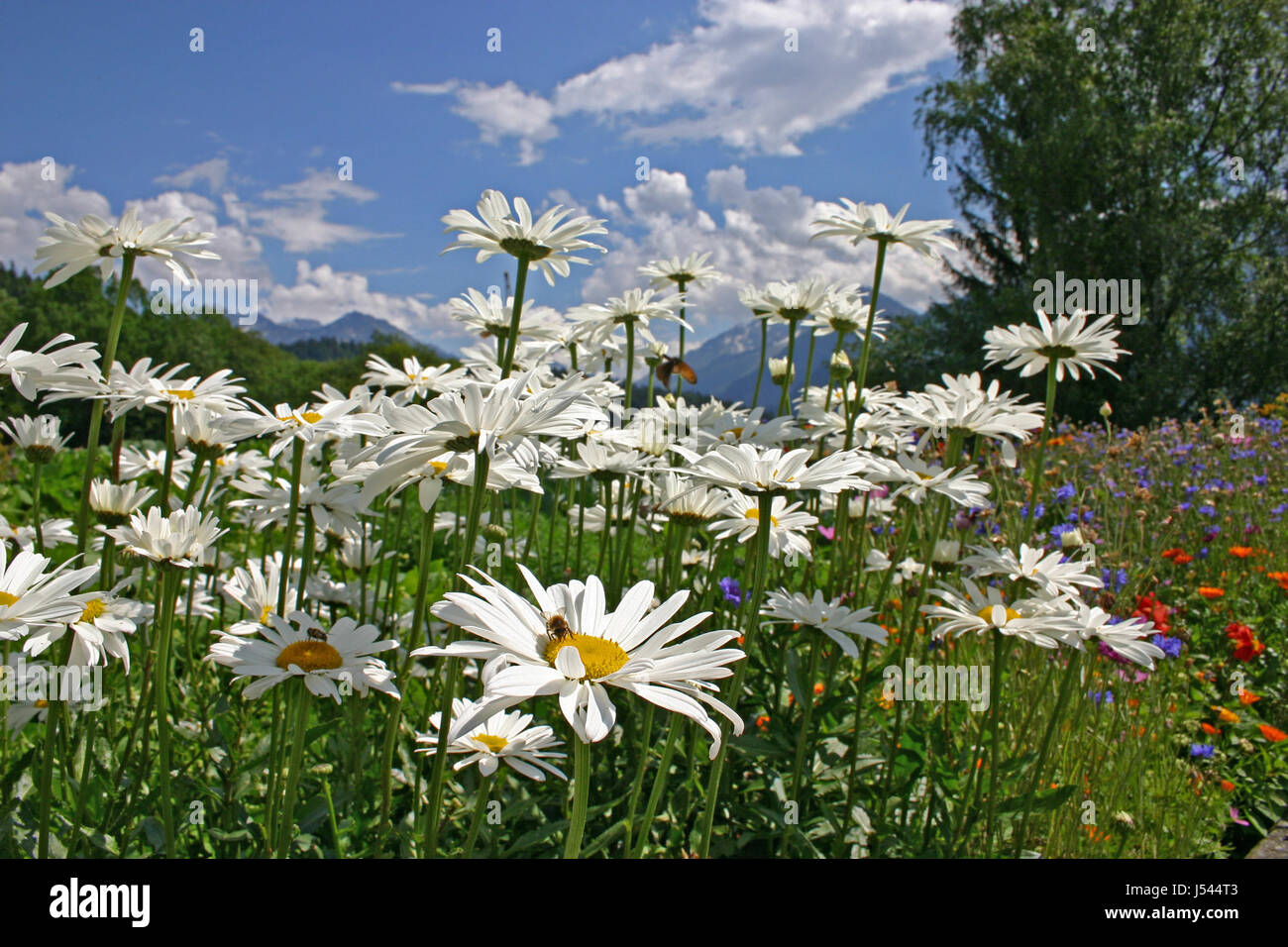 mountains insects alps summer summerly blossoms flower meadow bleed ...