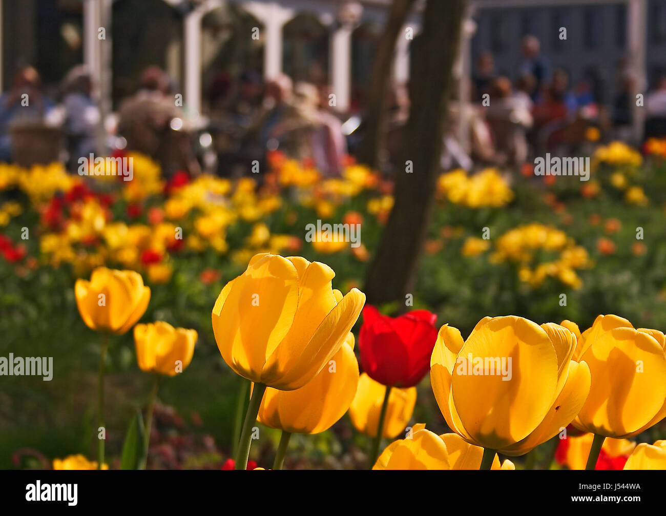 humans human beings people folk persons human human being spring tulips ...