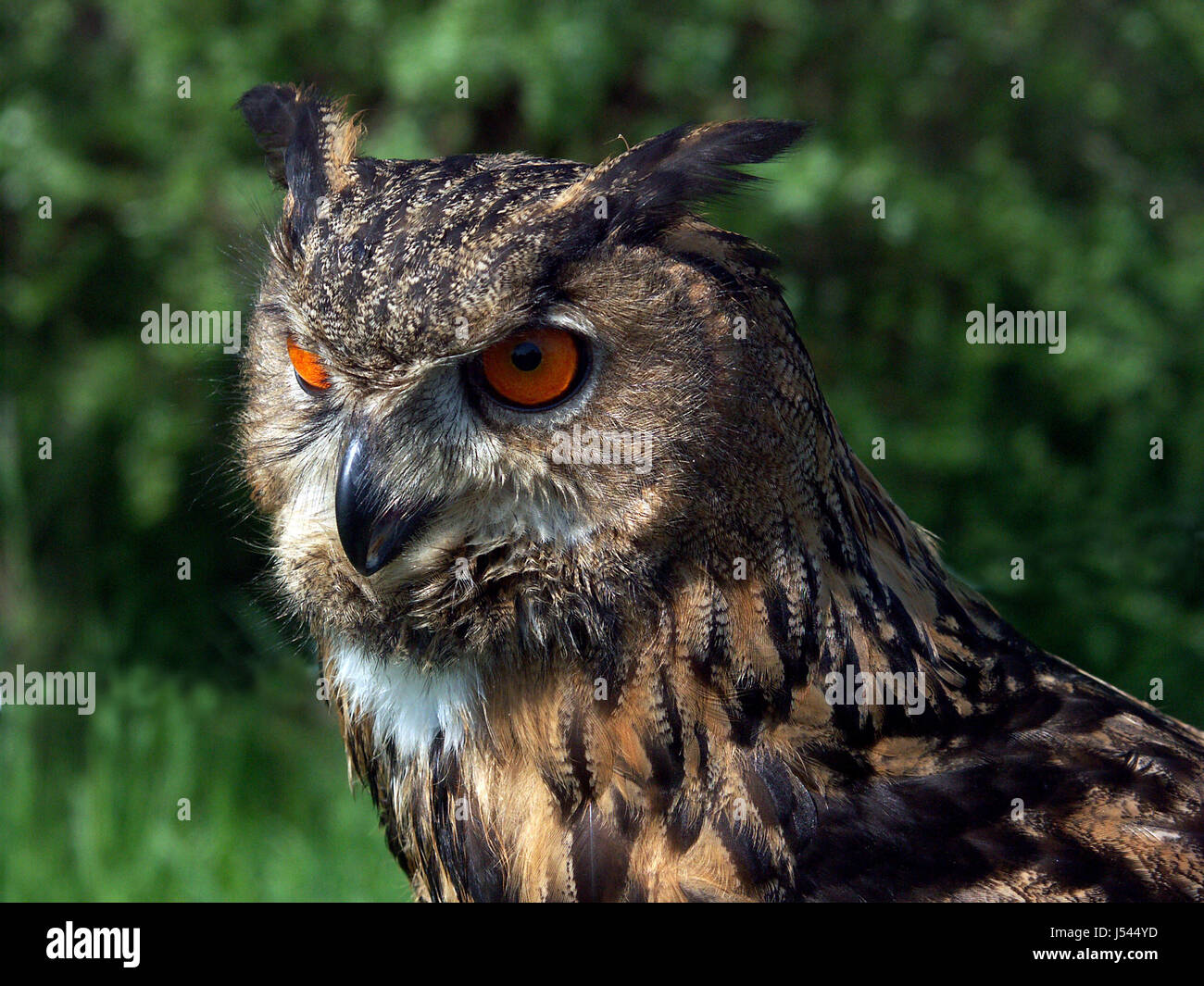 buoh buoh buoh Stock Photo - Alamy