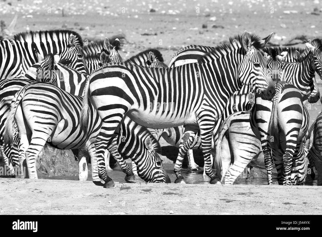 Africa european Black and White Stock Photos & Images - Alamy