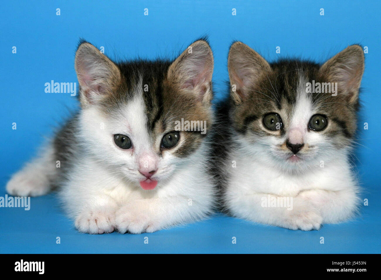 pets cats duo pussycat cat domestic cat couple pair siblings brothers ...