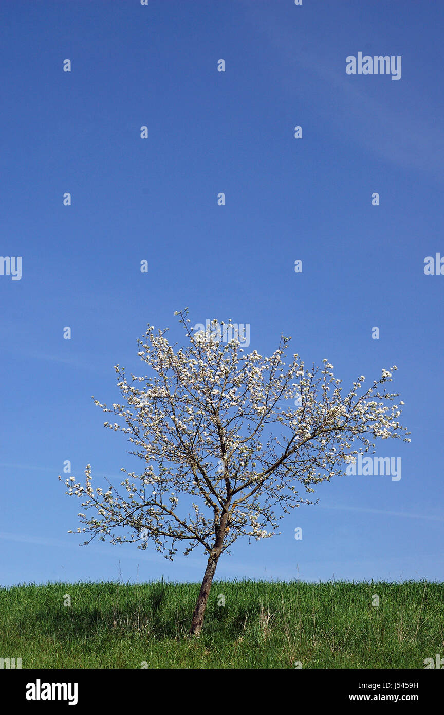 Sapling and blossom hi-res stock photography and images - Alamy