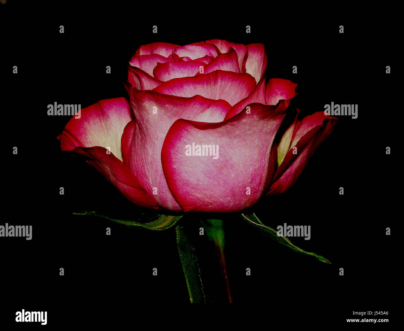 flower,plant,rose,rose sheets,rose bloom,page,sheet,schwarzer hintergrund,l Stock Photo - Alamy