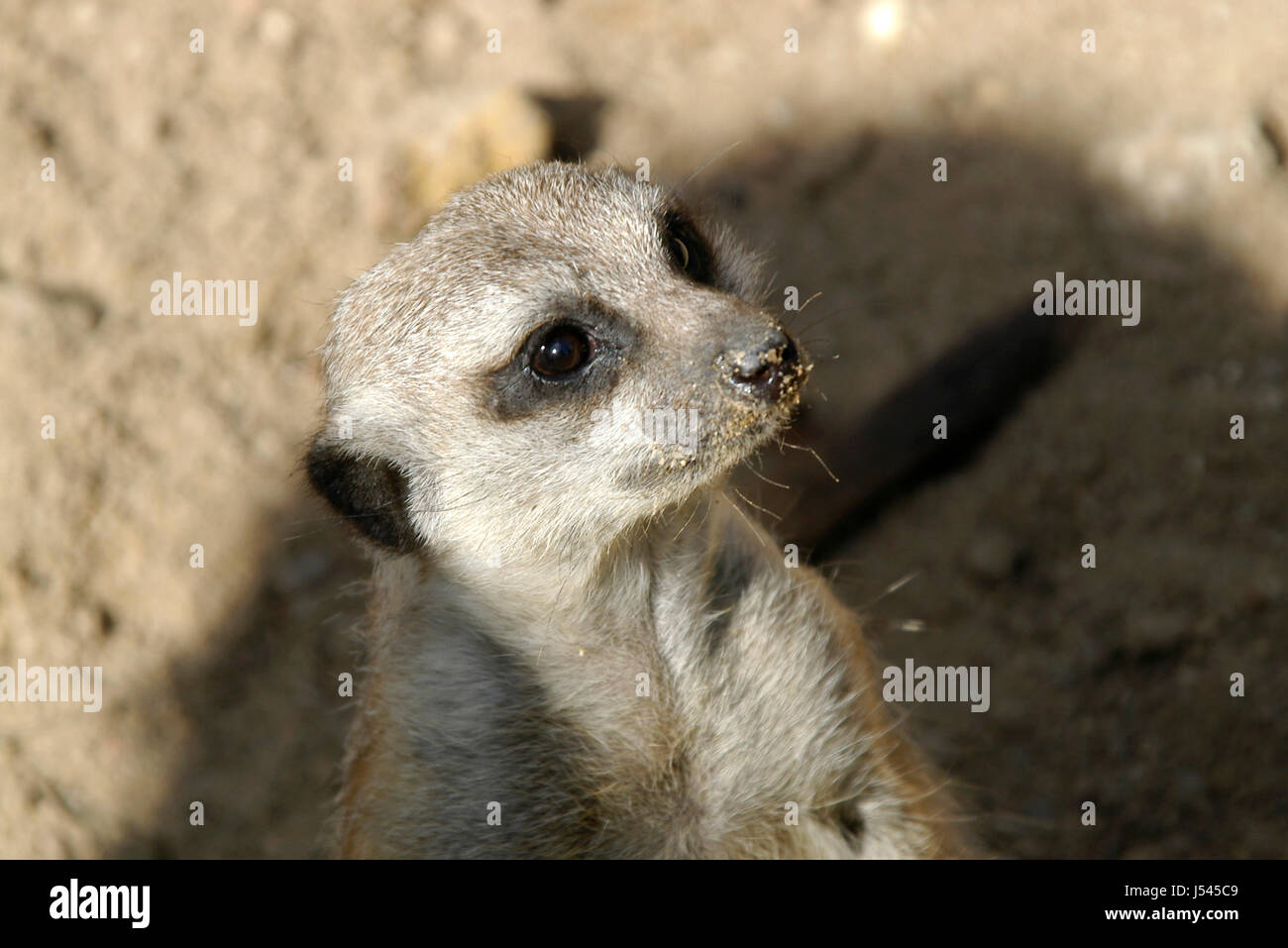 animal look glancing see view looking peeking looking at nearness small ...