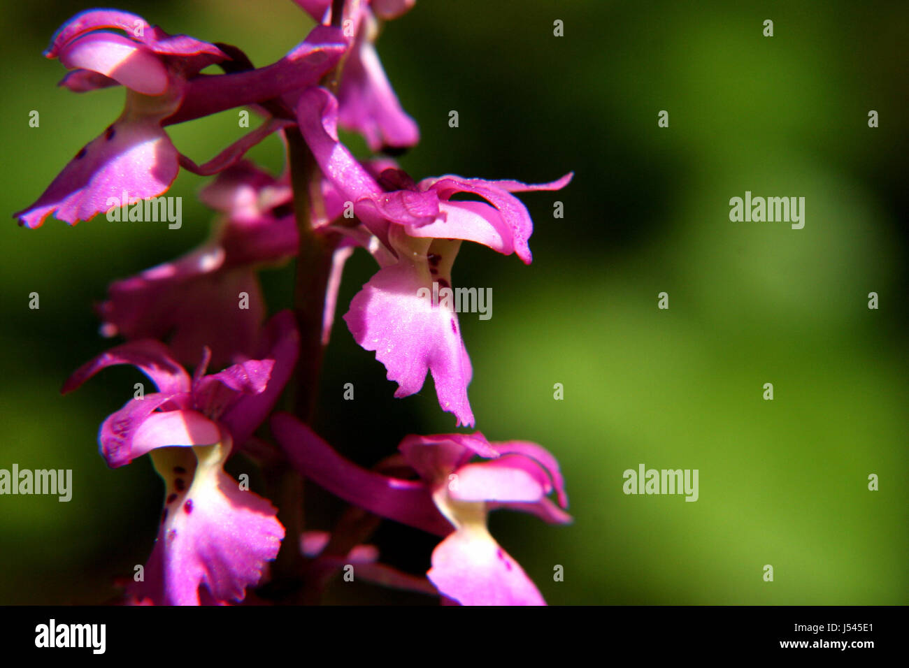 Male orchis plant hi-res stock photography and images - Alamy