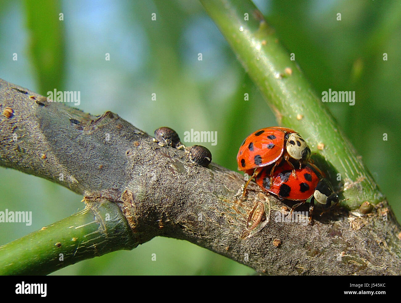 Pairing insects hi-res stock photography and images - Alamy