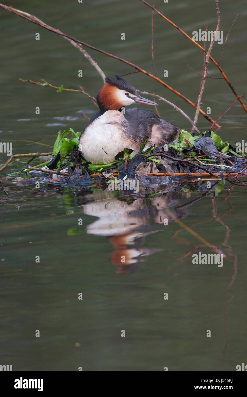 grebes nest on Stock Photo - Alamy