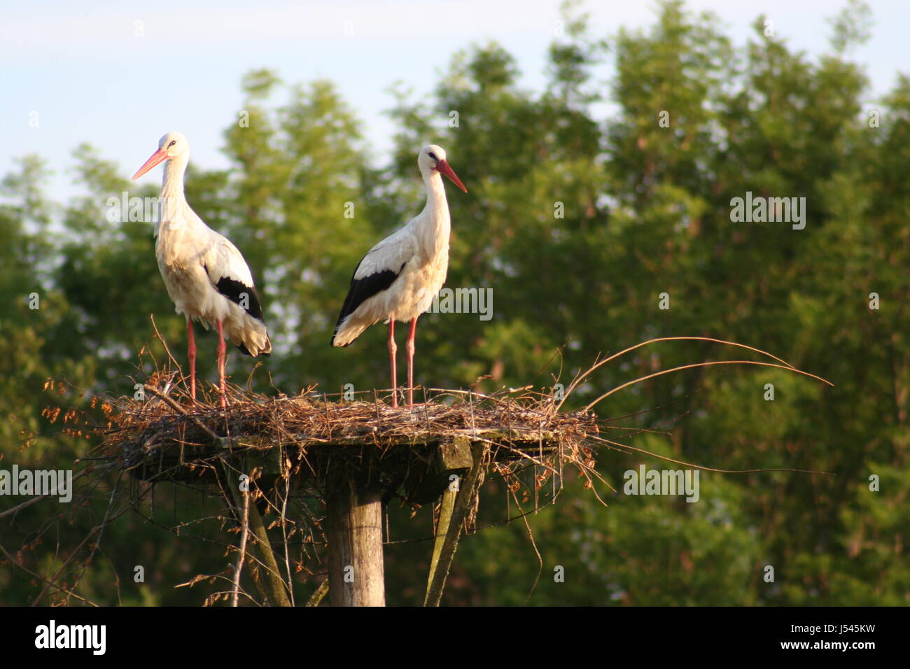 storch - 1 Stock Photo - Alamy
