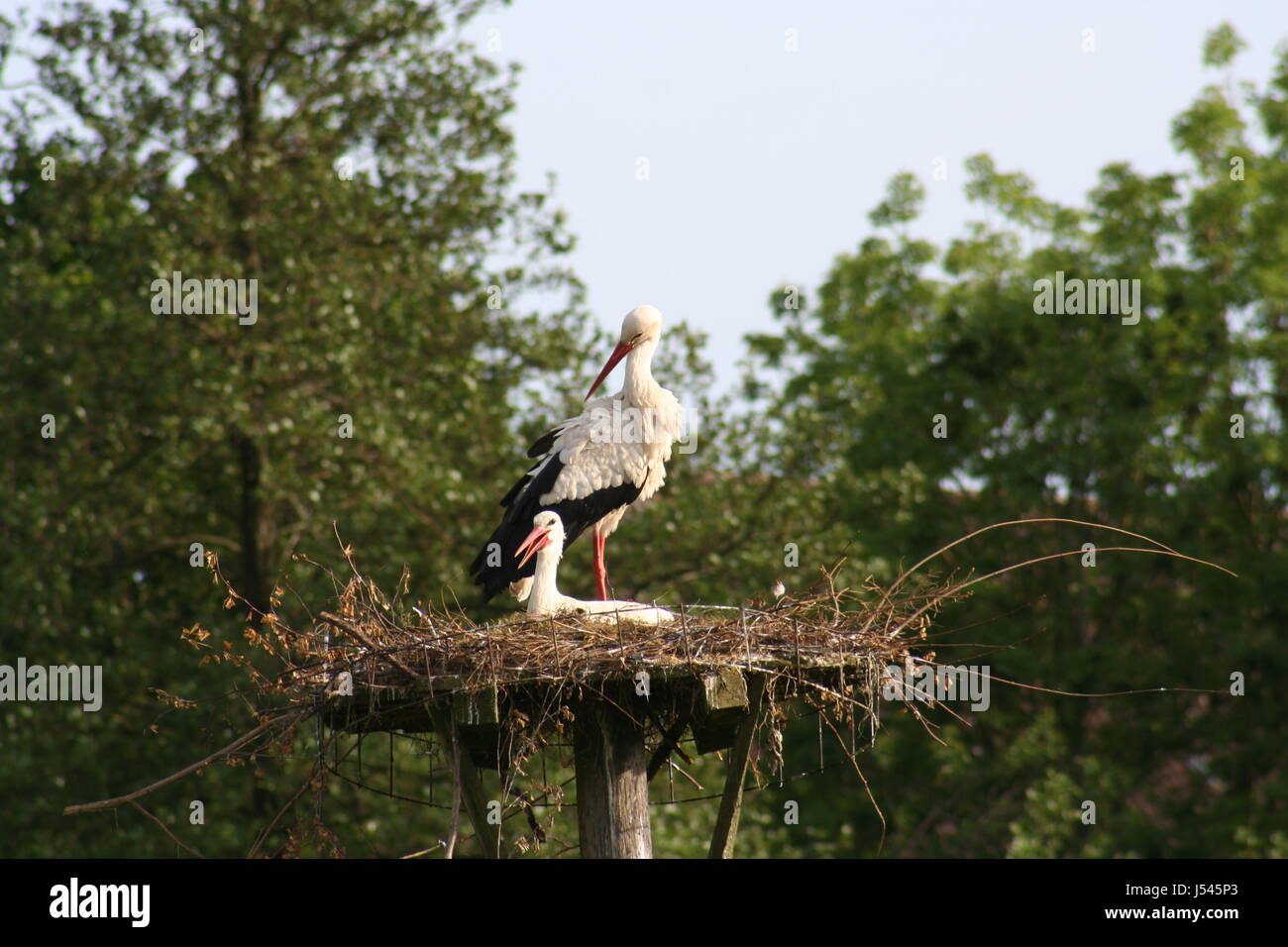 storch - 5 Stock Photo - Alamy