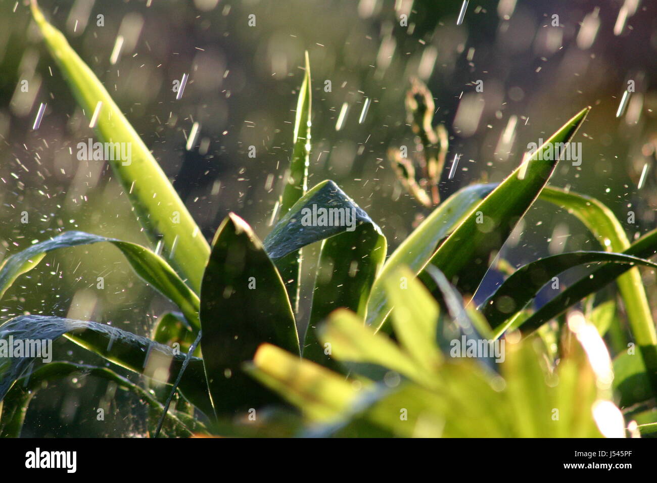 plants in the rain Stock Photo - Alamy