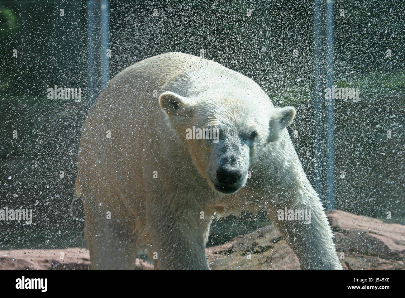 Polar bear water drip hi-res stock photography and images - Alamy