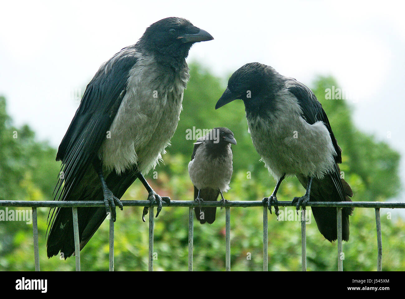 Family of ravens hi-res stock photography and images - Alamy