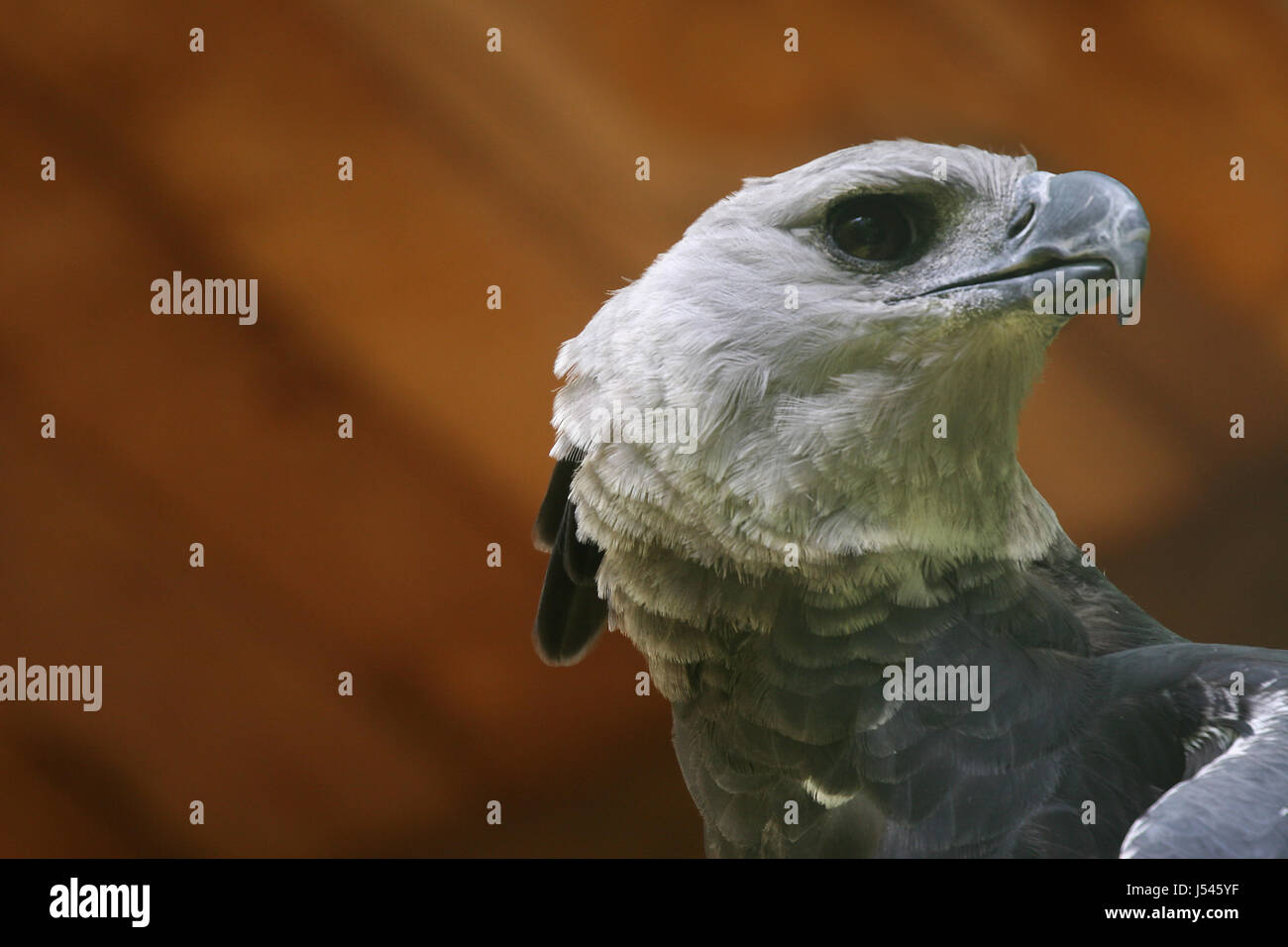 The harpy hi-res stock photography and images - Alamy